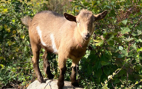 We invite you to The Stoned Goat Farm for an amazing goat experience!