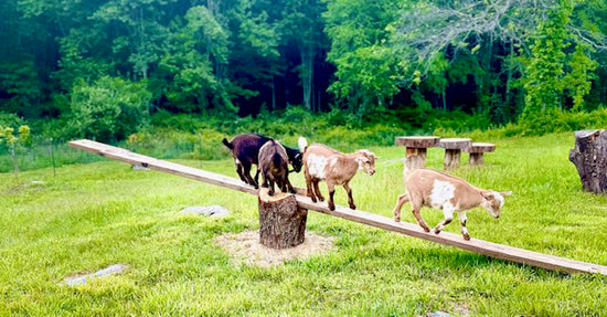 We invite you to The Stoned Goat Farm for an amazing goat experience!